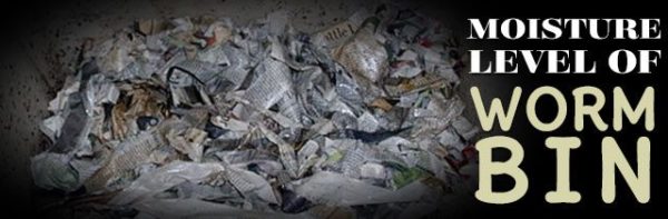 Moisture Level of Worm Bin – Worm Composting Headquarters