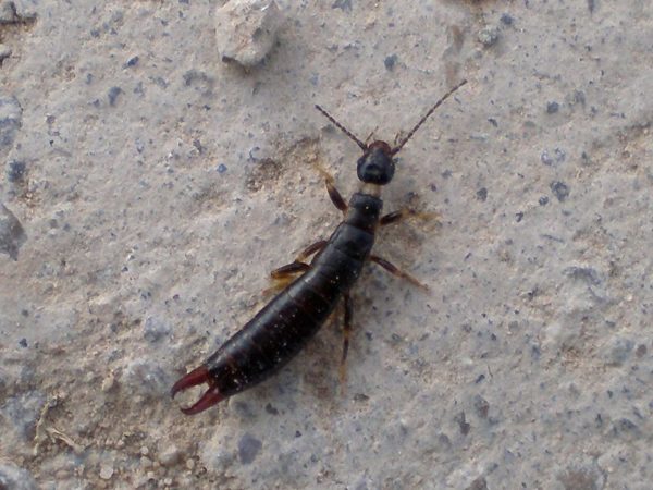 Other Critters in my Worm Composting Bin – Worm Composting Headquarters